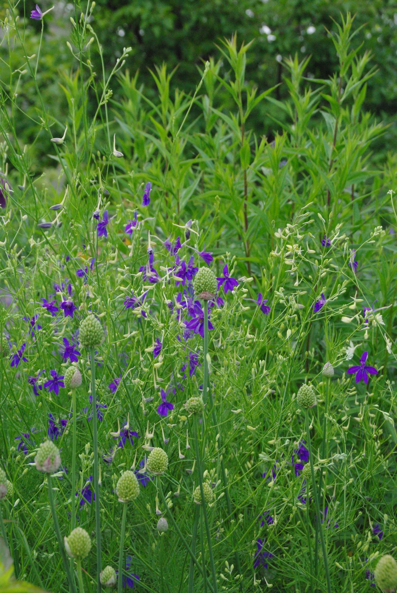 Suvelilled – Anu Aed